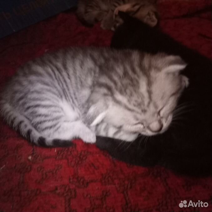 Котята, мальчик и девочка скоттиш-фолд