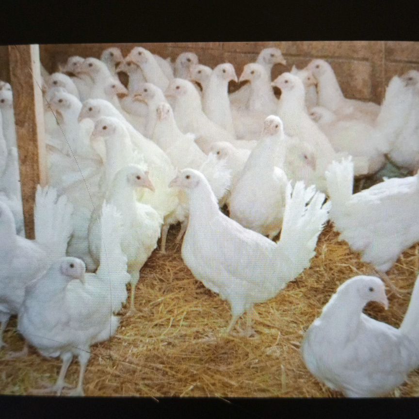 Продажа кур по Свердлова 138