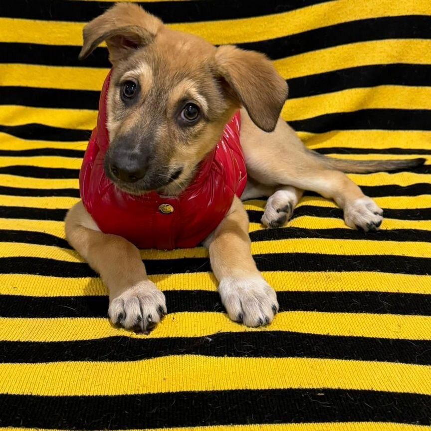 Щенок в добрые руки