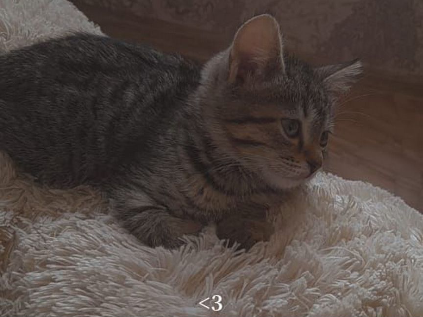 Животное Европейская