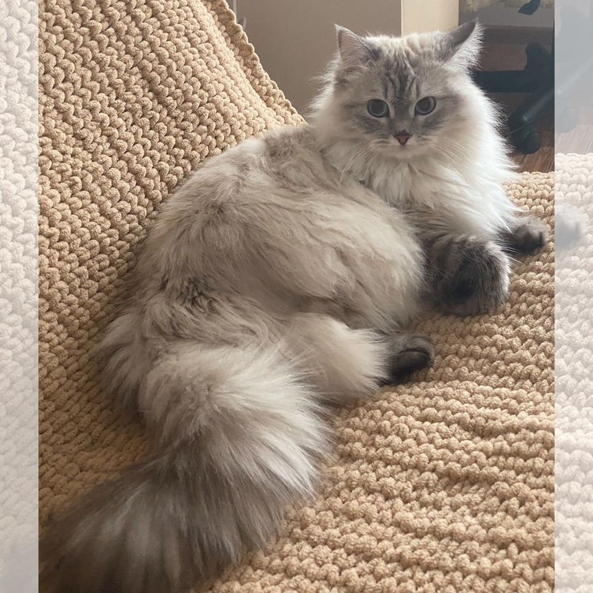 Невская маскарадная, взрослая кошка