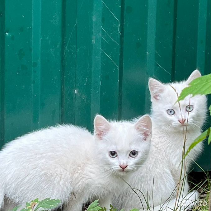 Белые, голубоглазые котята