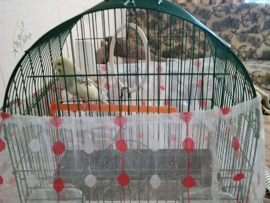 Клетка с молодым попугаев