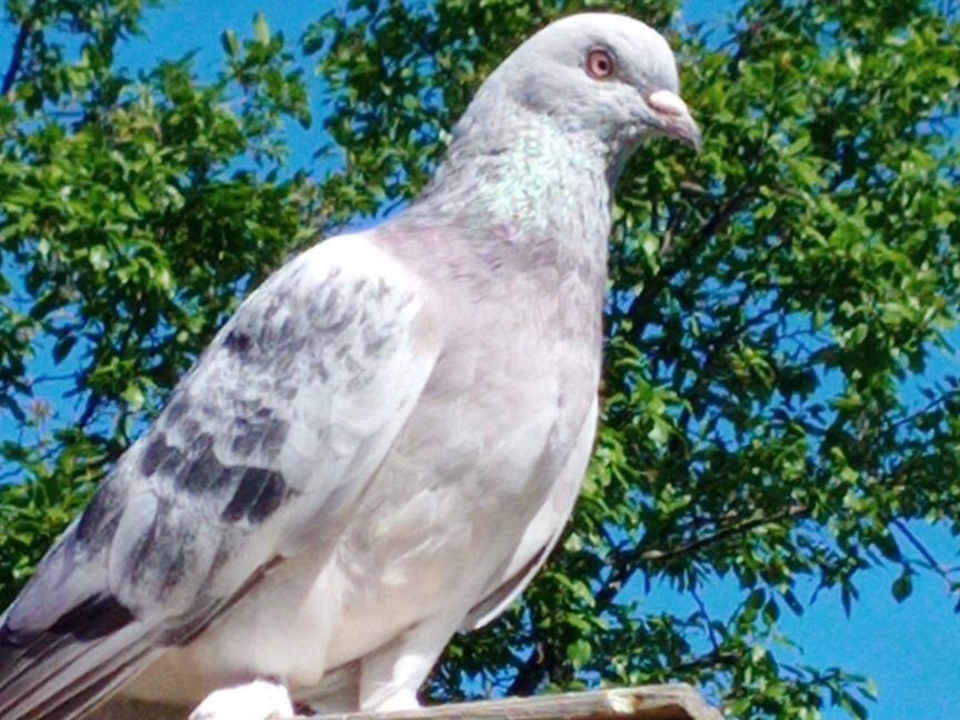 Гонные голуби