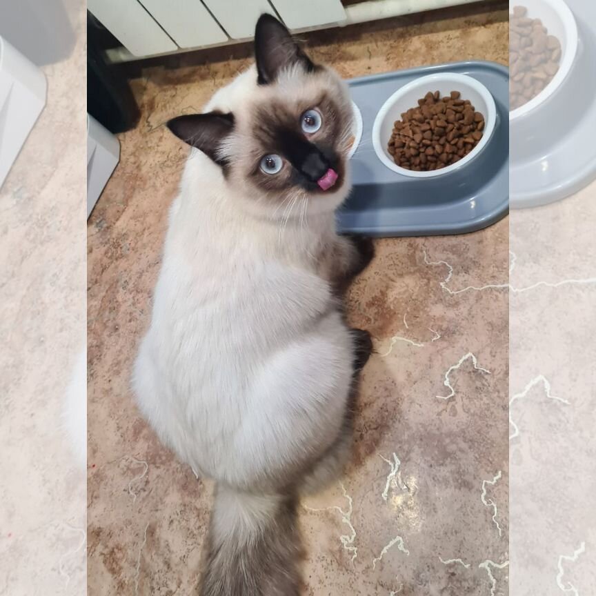 Отдам кота в добрые руки бесплатно