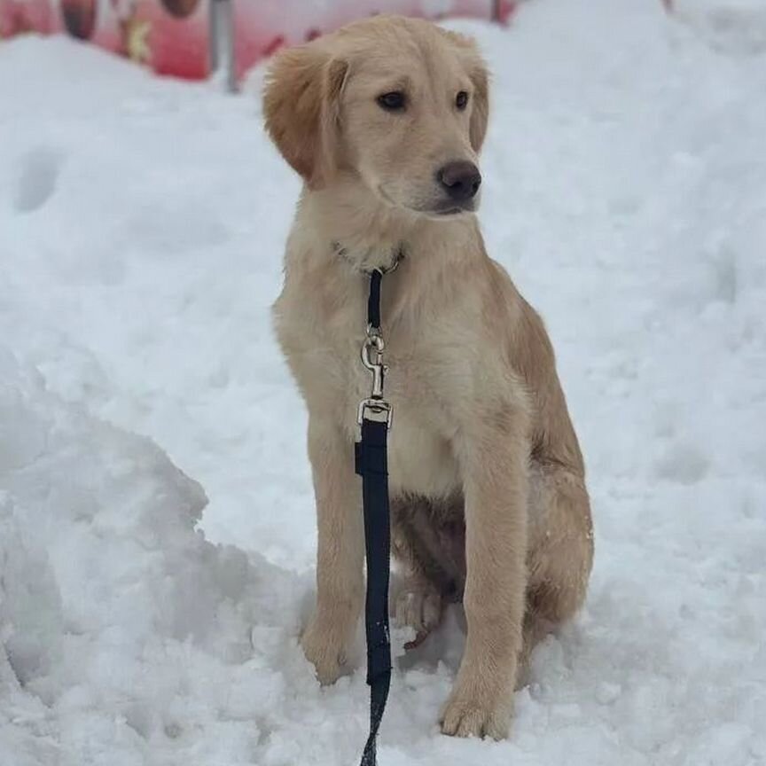 Золотистый ретривер, щенок