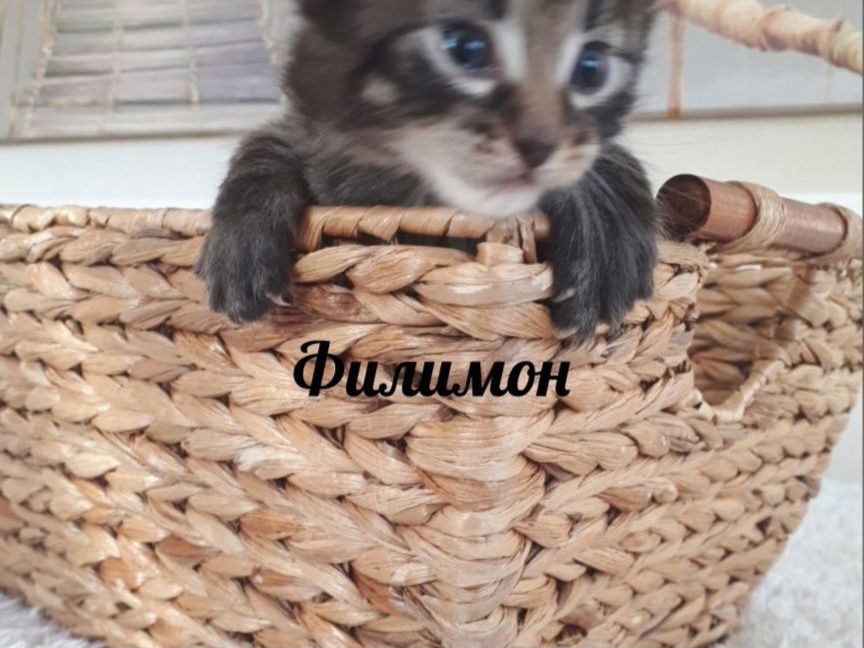 Котята 1 мес Два полосатых и черная девочка