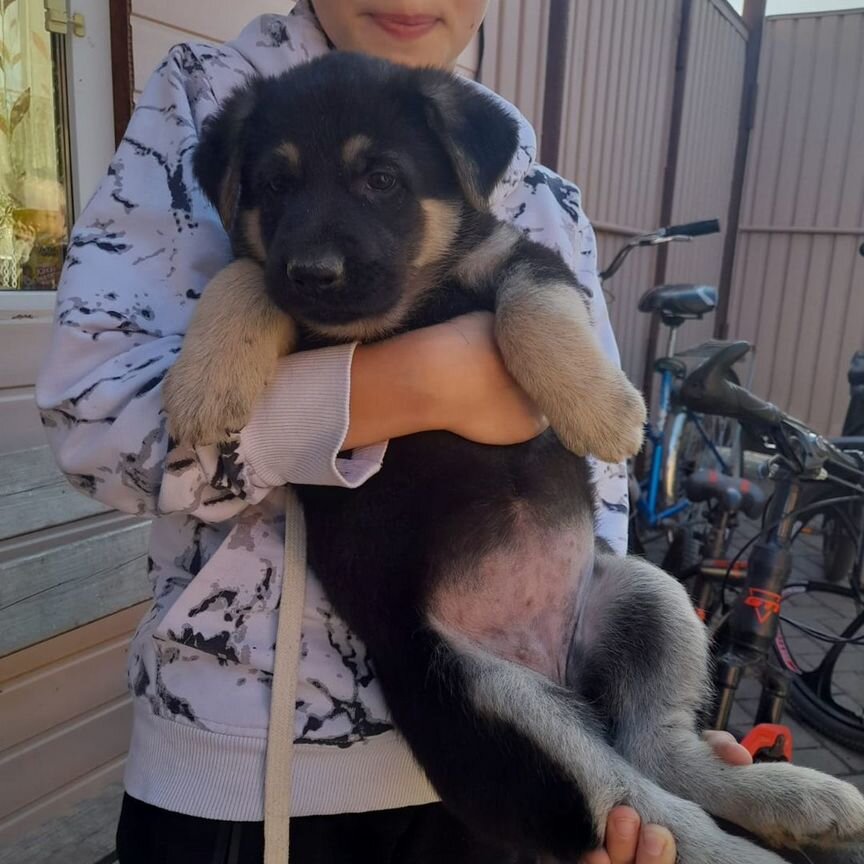 Продам щенков вео, цена договорная