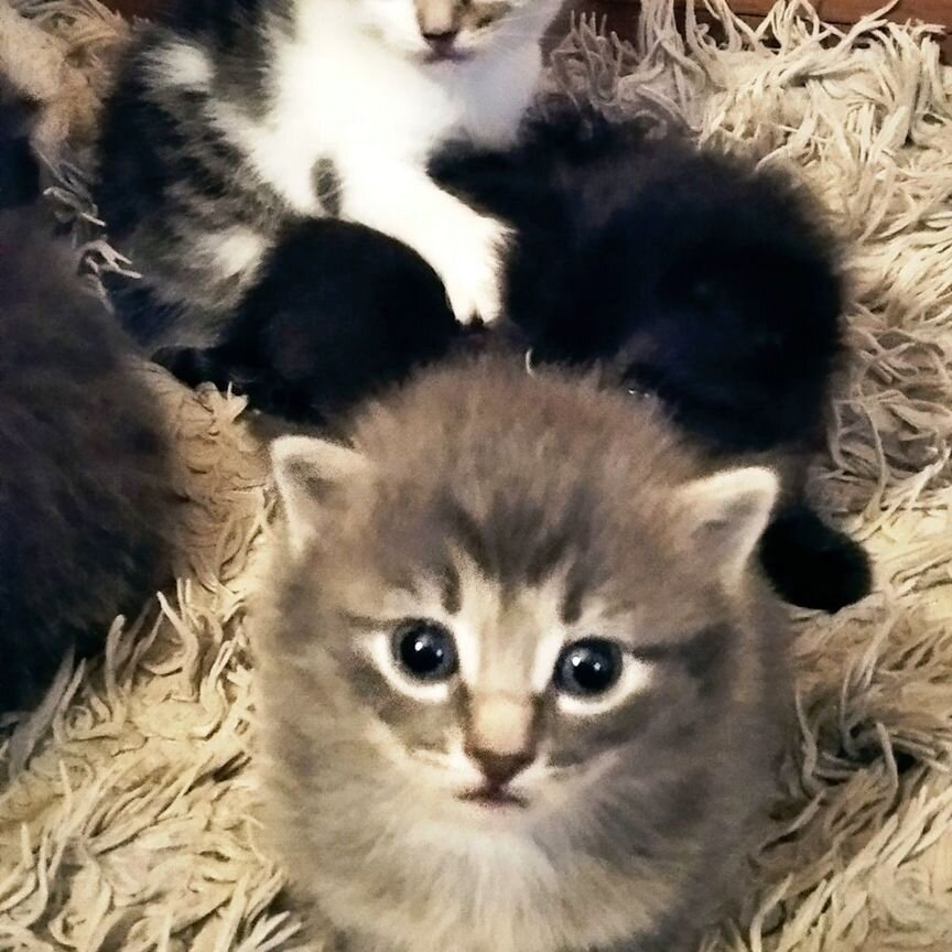 Отдам чудесных котят