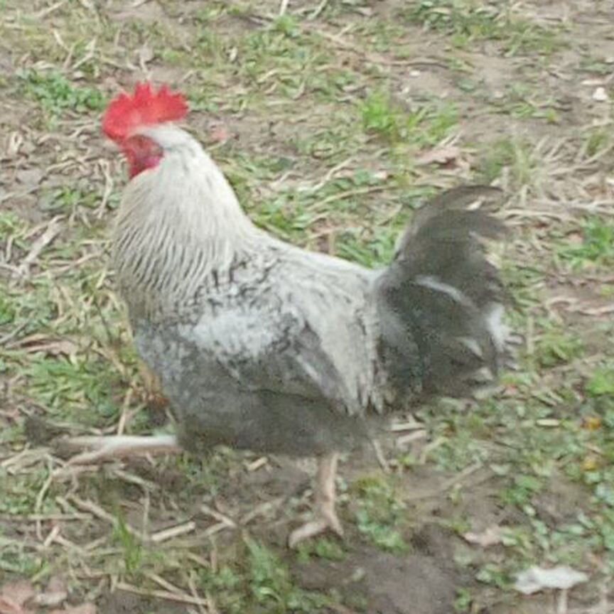 Петух молодой домашний