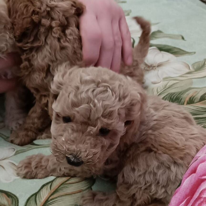 Мальтипу, щенок