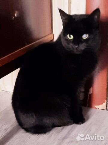 Чёрная кошка