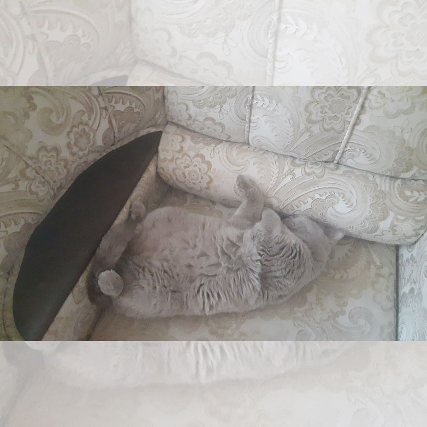 Отдам кота в добрые руки бесплатно