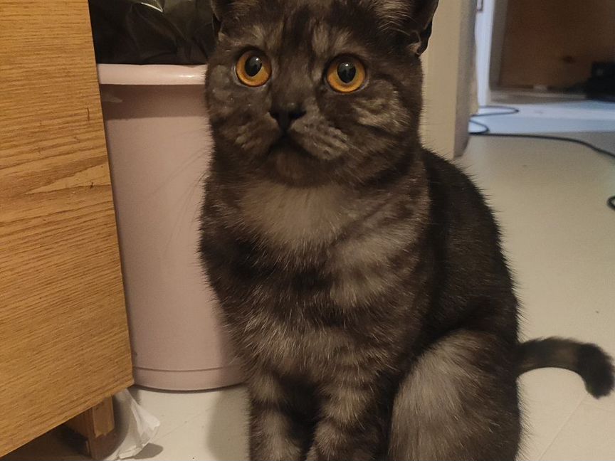 Кошка в добрые руки