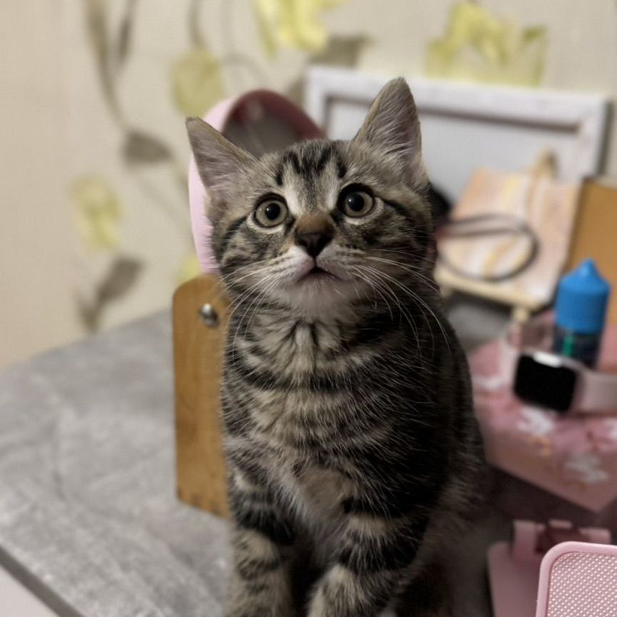 Котёнок в добрые руки