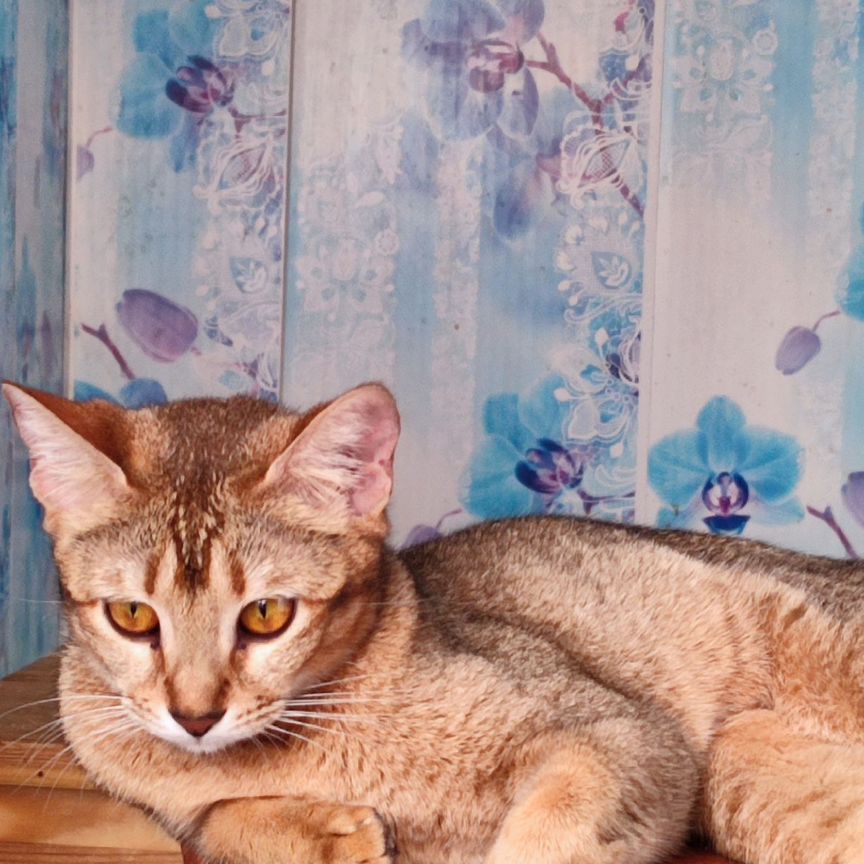 Чаузи котёнок