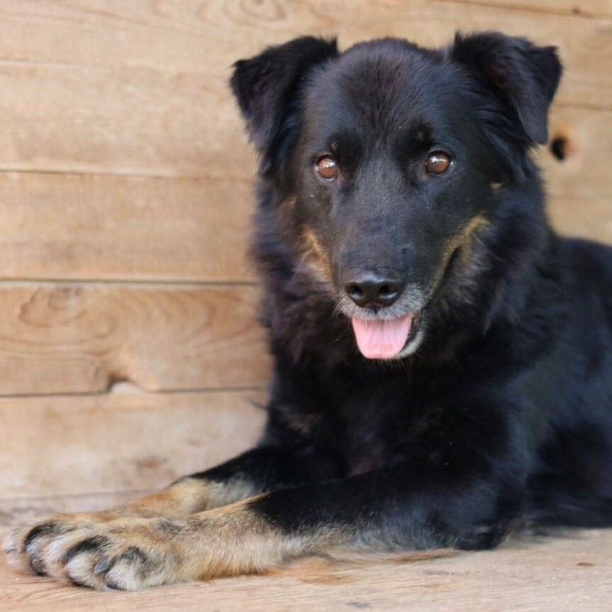 Микки из приюта в любящие руки