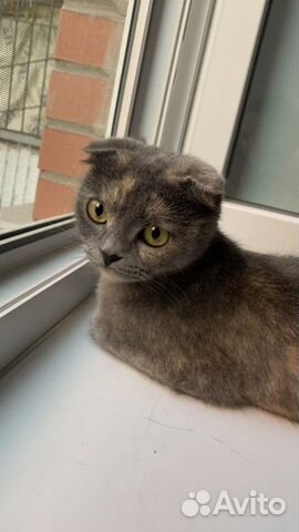 Найдена кошка вислоушка