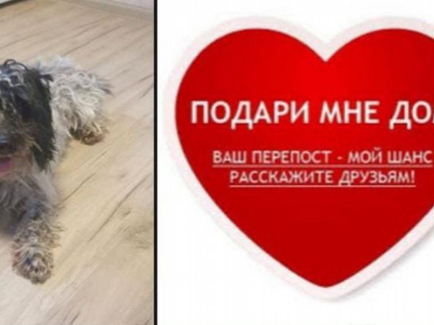 Собака. Шурик. Дома нет у него