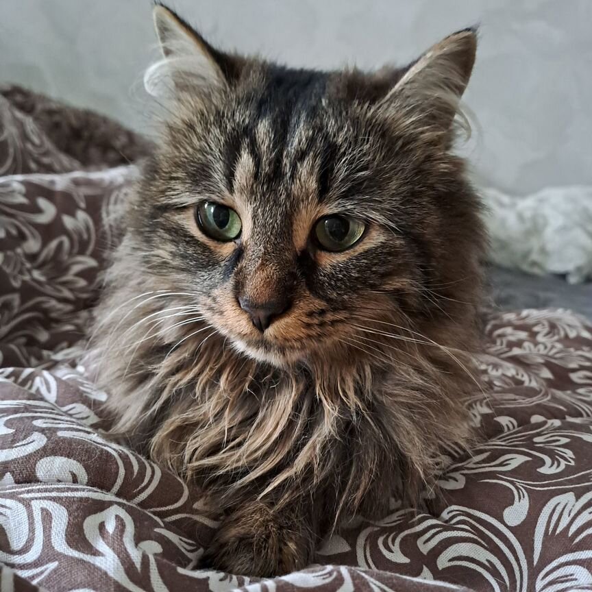 Взрослая, Девочка кошка в добрые руки