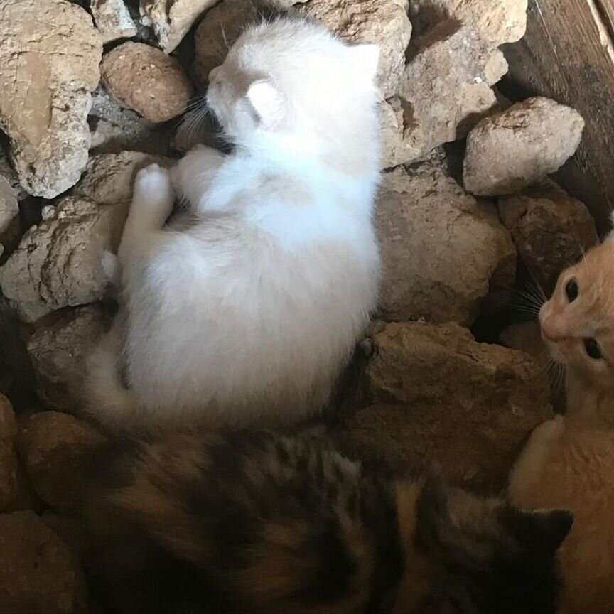 Котята в добрые руки