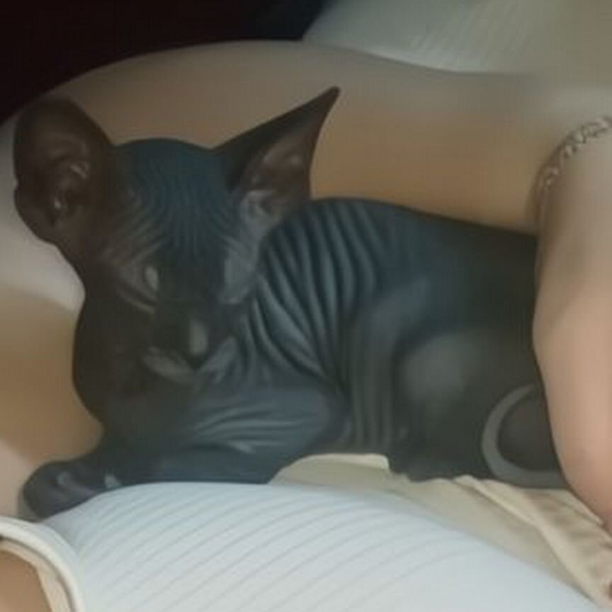 Донской сфинкс котёнок
