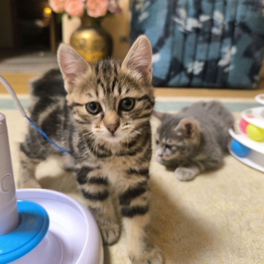 Курильский бобтейл длинношёрстный котёнок