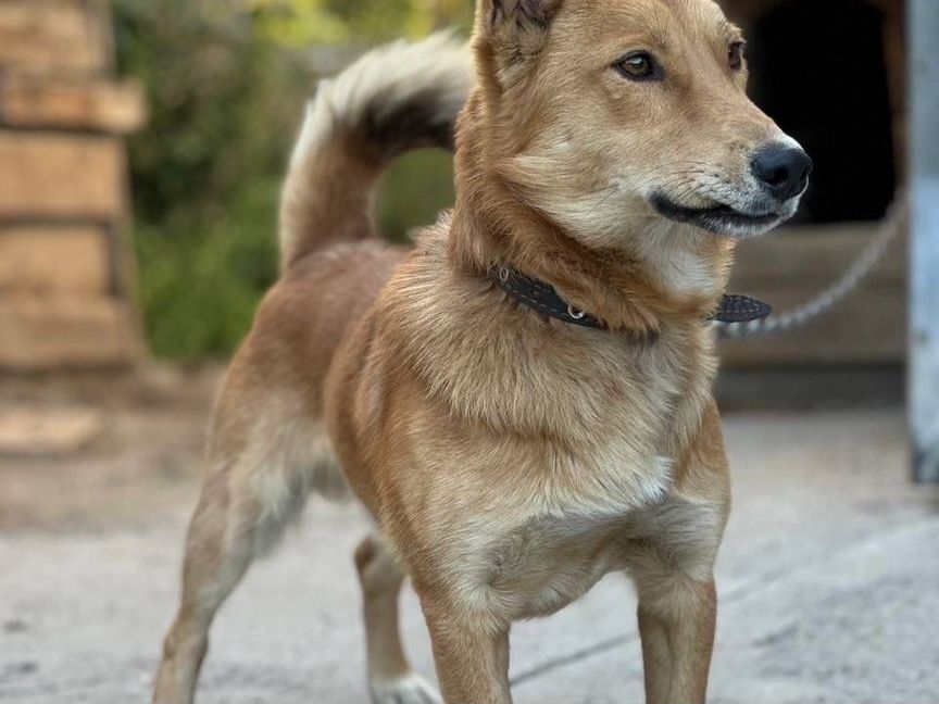 Пёсик Одуван в частный дом