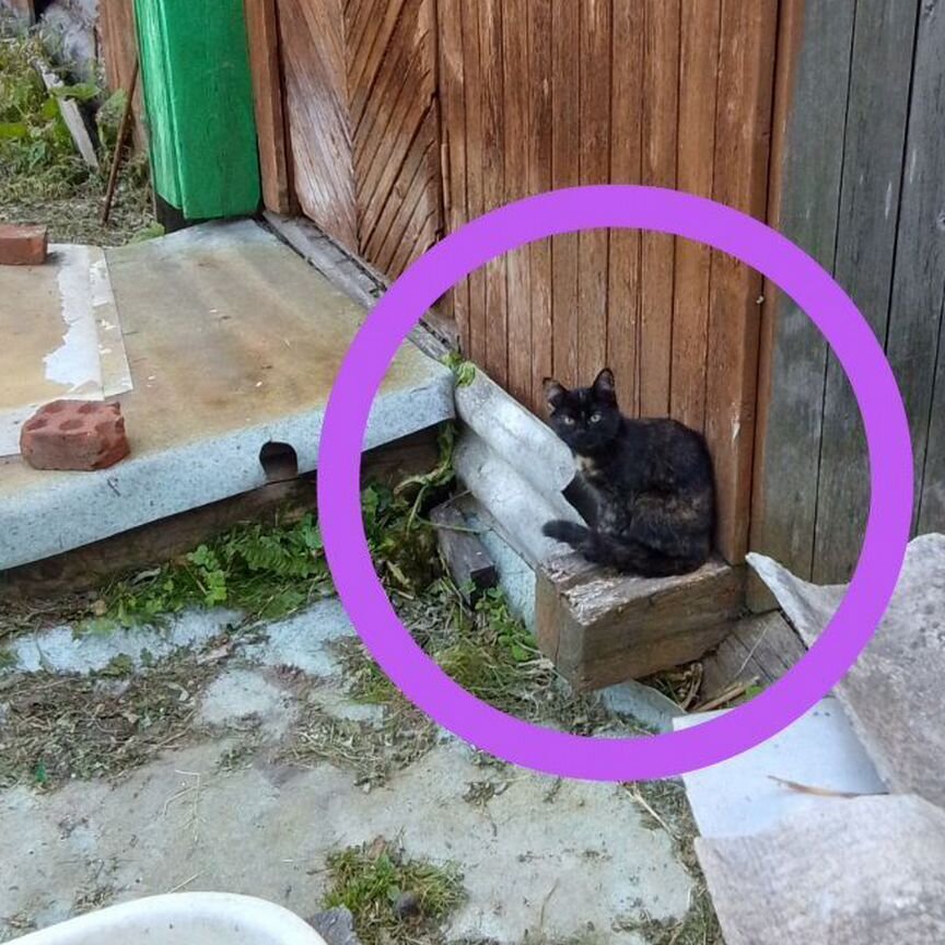 Кошки