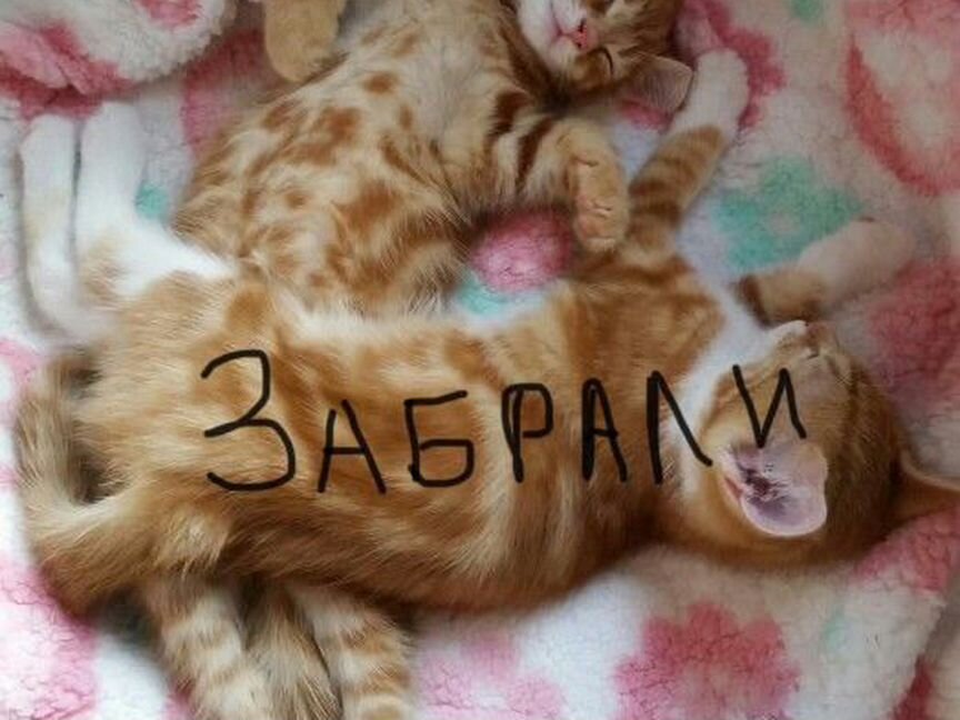 Осталась рыжая сестричка, 2 месяца