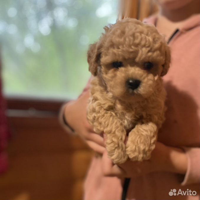 Мальтипу f1 мальчик и девочка для резерва