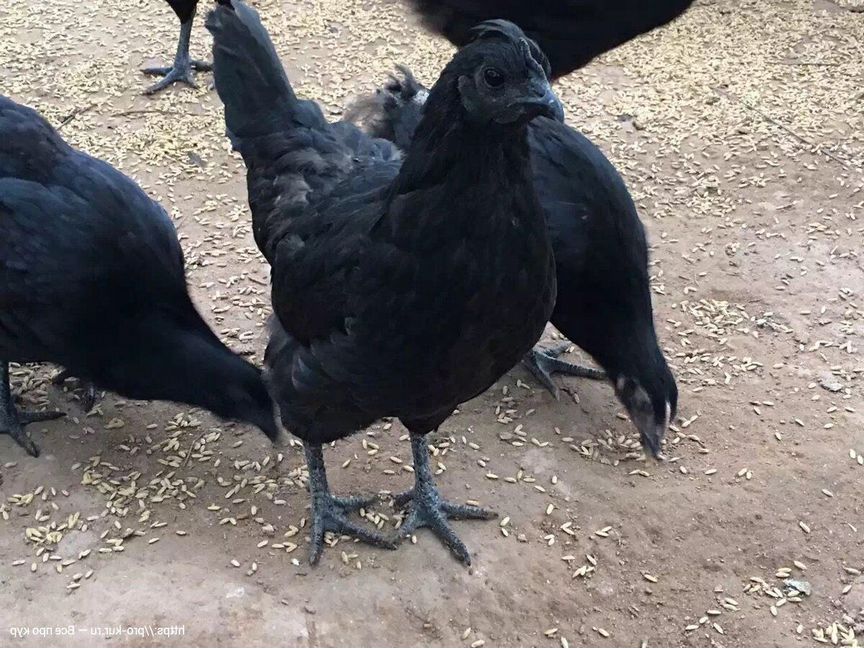 Ухейилюй куры (без петуха)