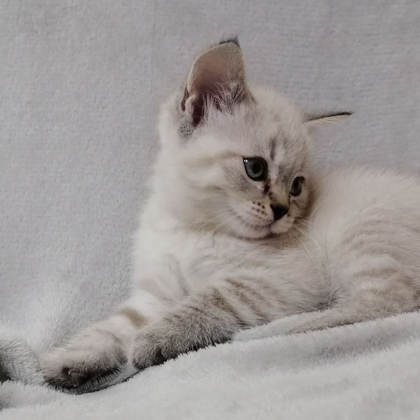 Шотландский прямоухий короткошёрстный котёнок