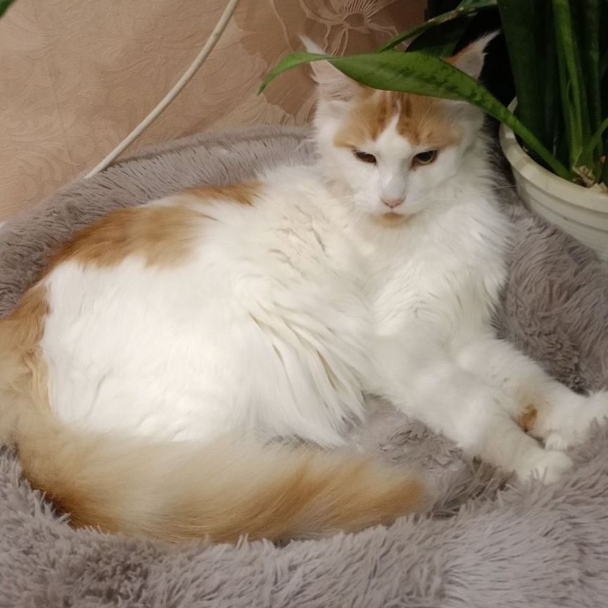 Мейн-кун, взрослая кошка