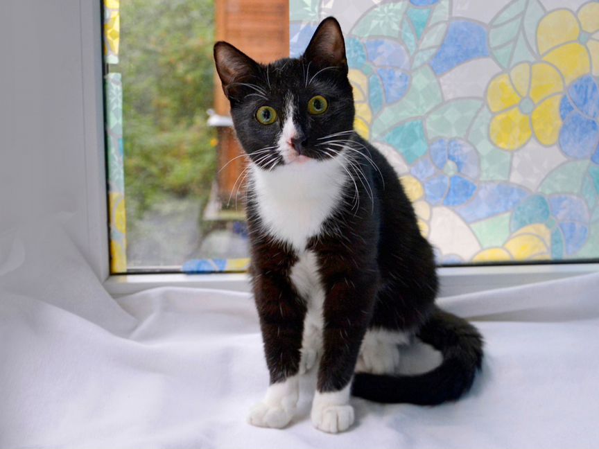 Вася, 6 месяцев