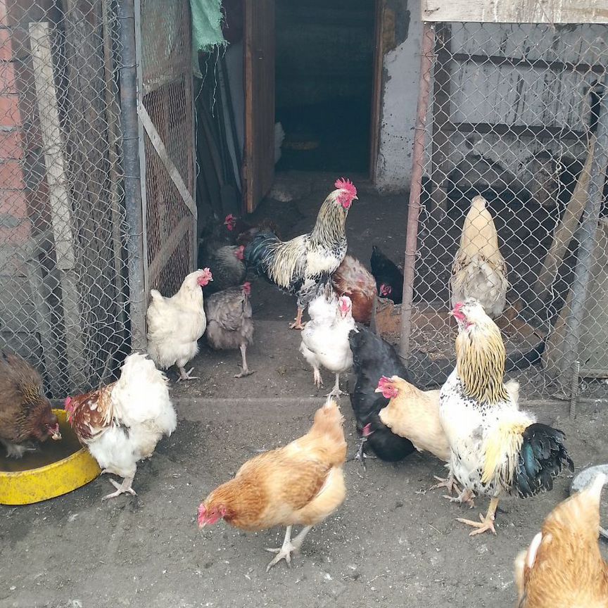 Молодые петухи