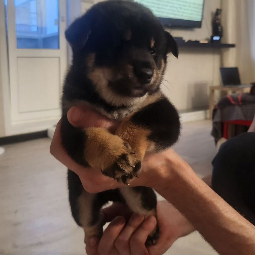 Акита-ину, щенок