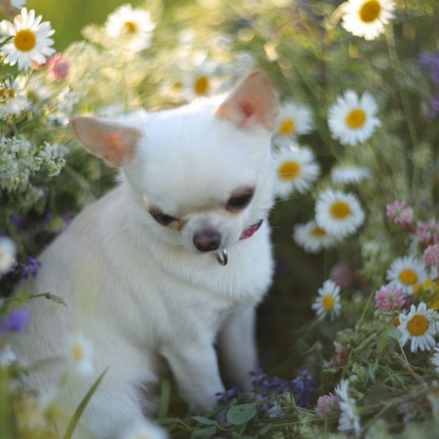 Щенки чихуахуа мини