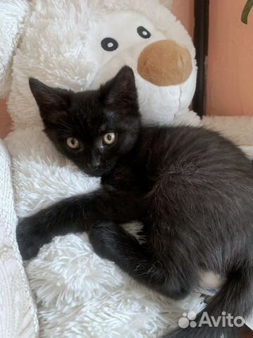 Котята бесплатно