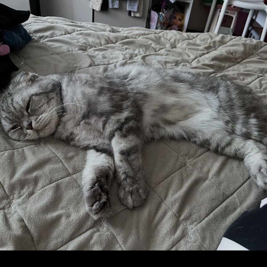 Шотландский вислоухий длинношёрстный, взрослый кот