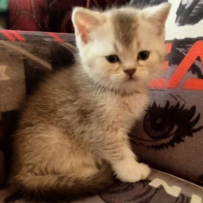 Шотландский вислоухий короткошёрстный котёнок