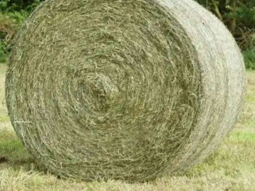 Сено в рулонах