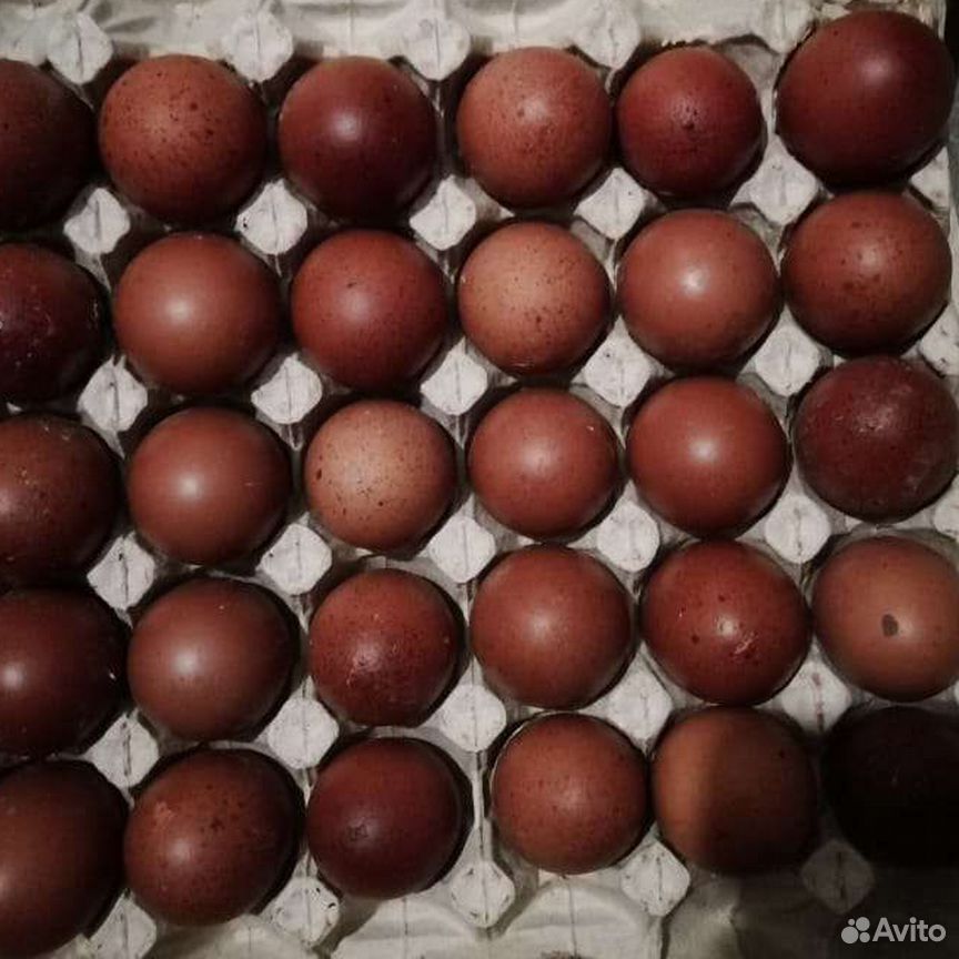 Цыплята. Инкубационные яйцо породных кур