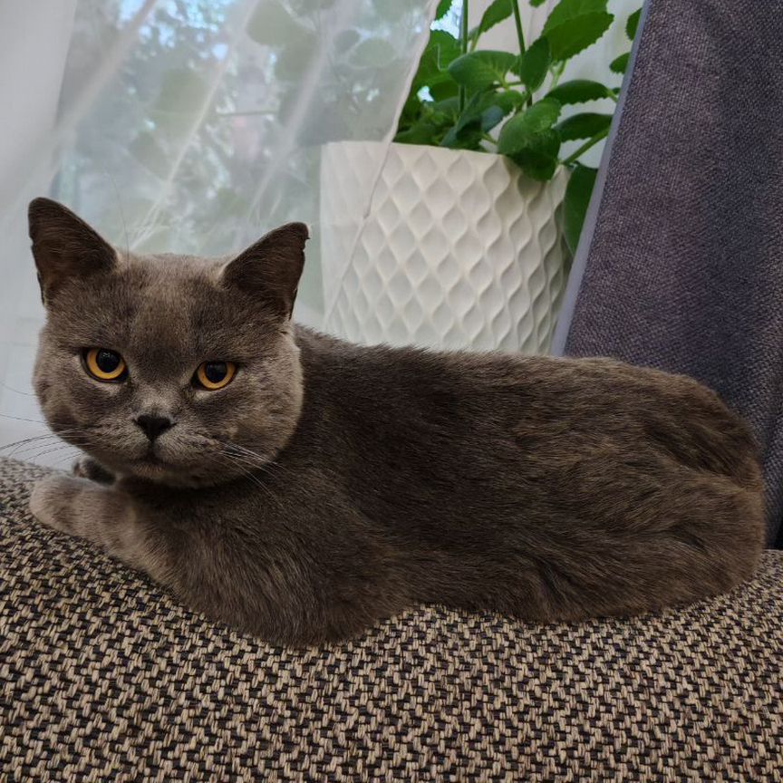 Британский короткошёрстный кот, взрослый
