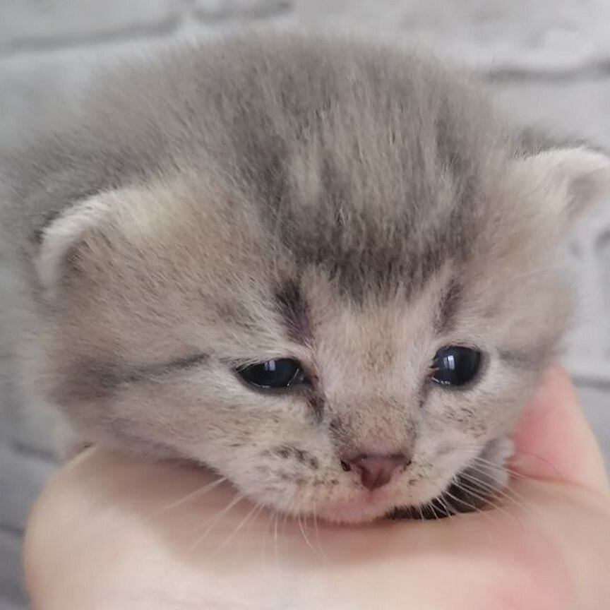 Продаются вислоухие котята