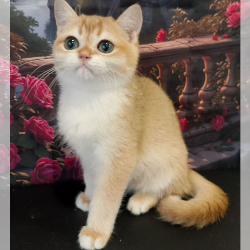 Шотландский прямоухий короткошёрстный котёнок