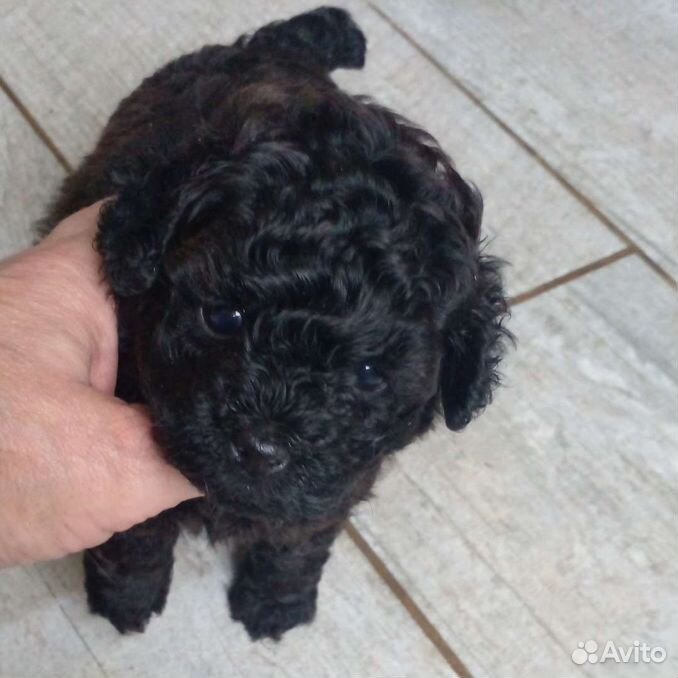 Мальтипу f2 девочка