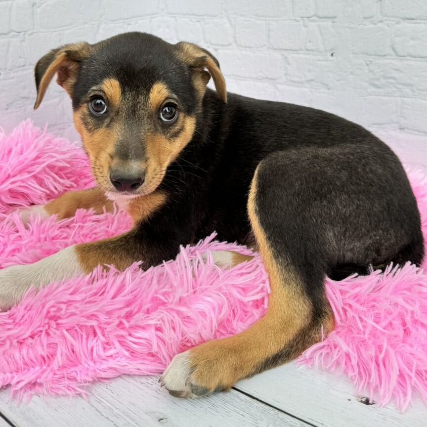 Щенок в добрые руки