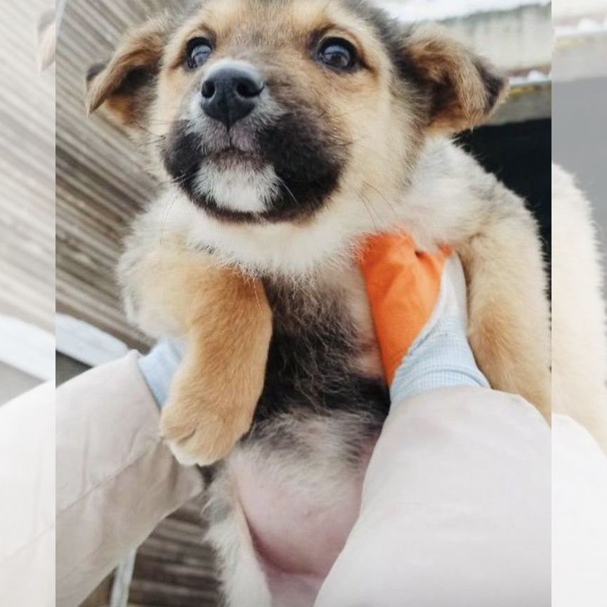 Щенок в добрые руки