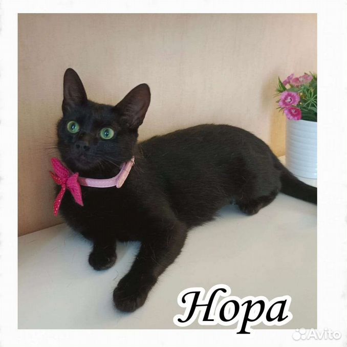 Норочка ищет семью
